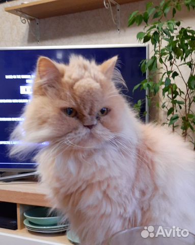 Кот Умка