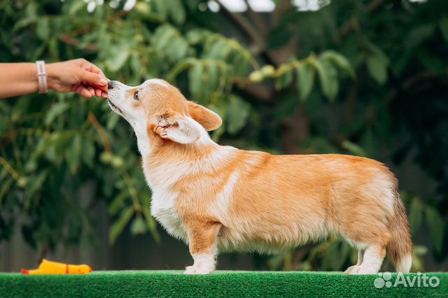 Перспективный мальчик вельш-корги пемброк