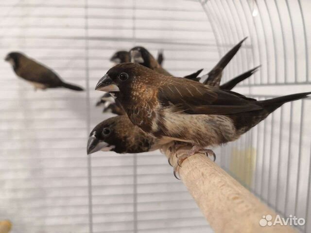 Японские амадины