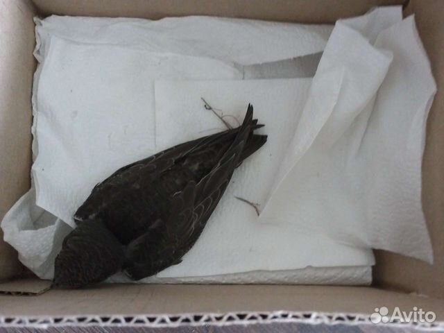 Стриж в добрые руки