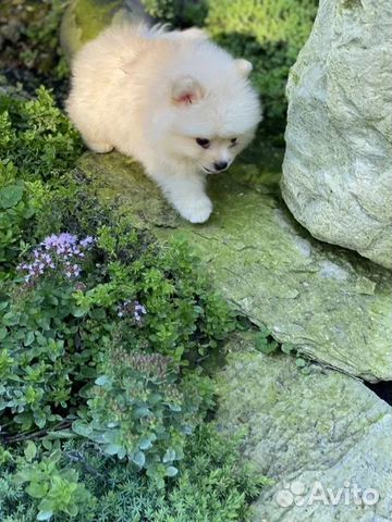 Щенки шпица белые