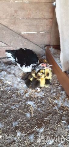 Домашние животные птицы