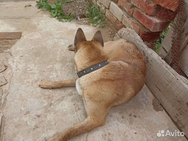 Бельгийская овчарка