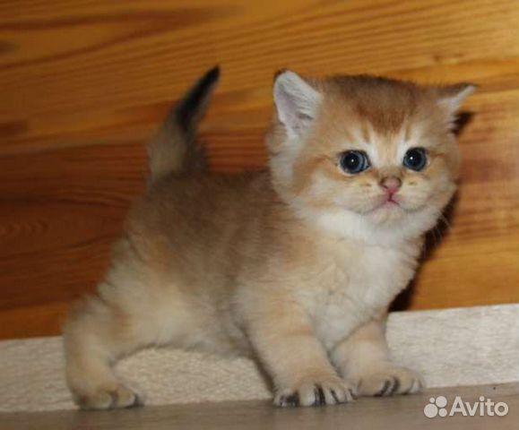 Британская золотая кошечка