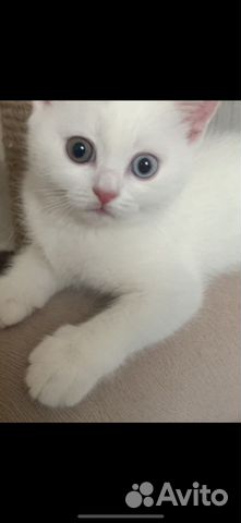 Британские котята короткошерстные
