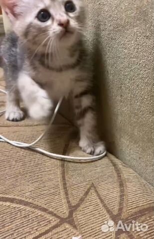 Милые котятки в самые ответственные руки