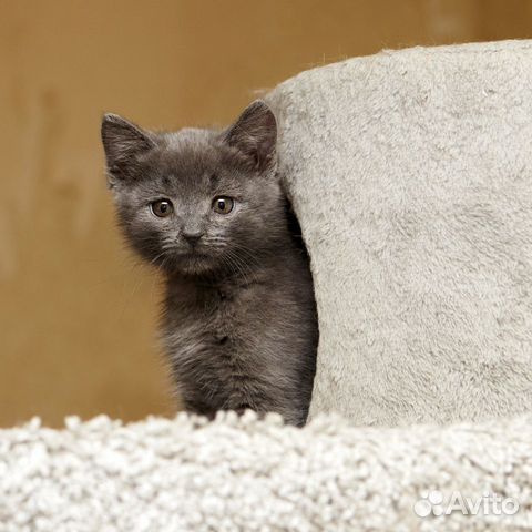 Мальчик, 2 месяца