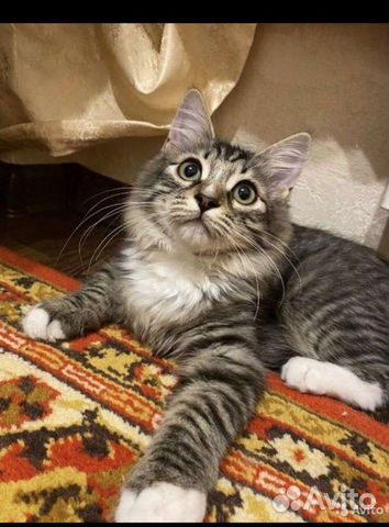 Пуф котик мечта