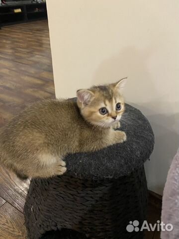Шотландские котята девочки
