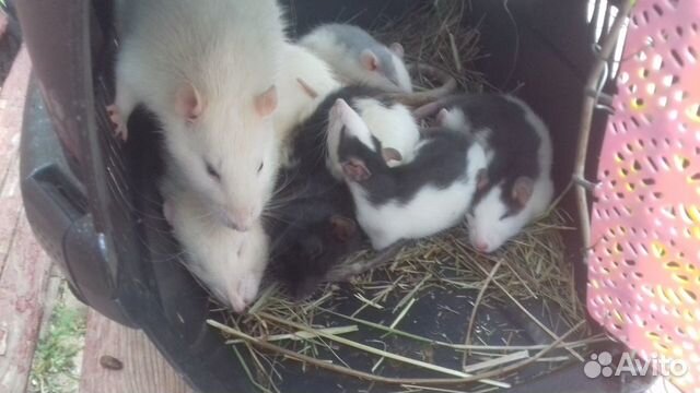 Отдам в добрые руки или продам крыс (мальчики)