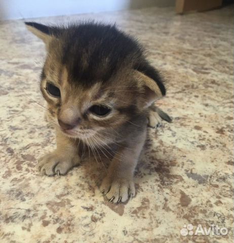 Абиссинские котята