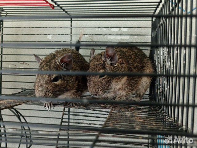 Чилийская белка дегу