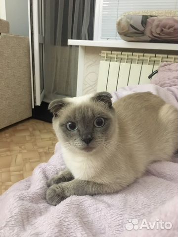 Кошка тайская вислоухая