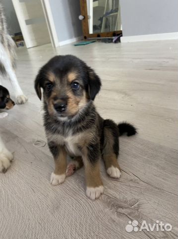 Щенки бесплатно