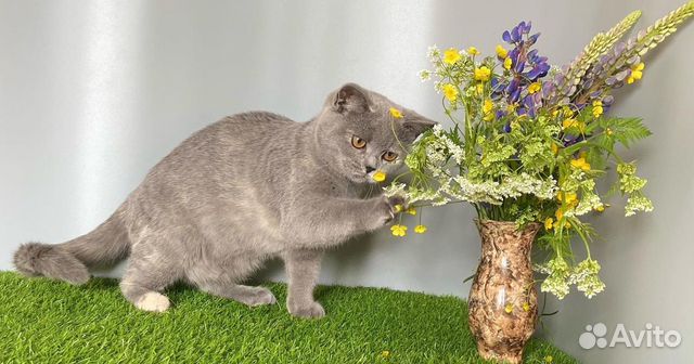 Британские котята