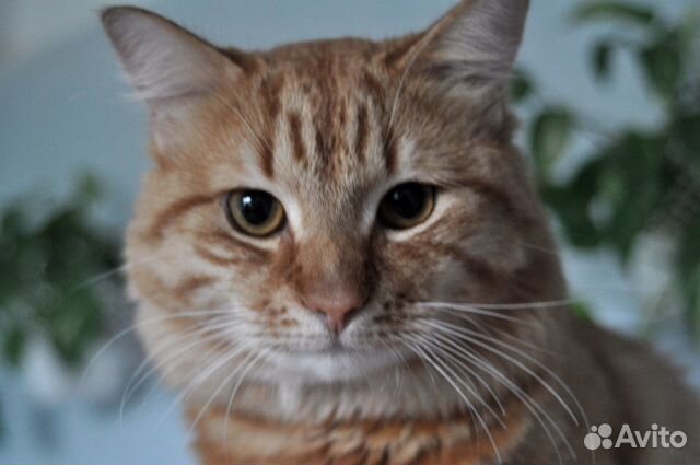 Кот
