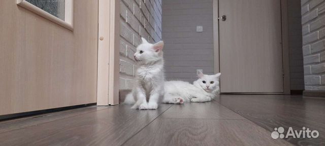 Белый котик беляш