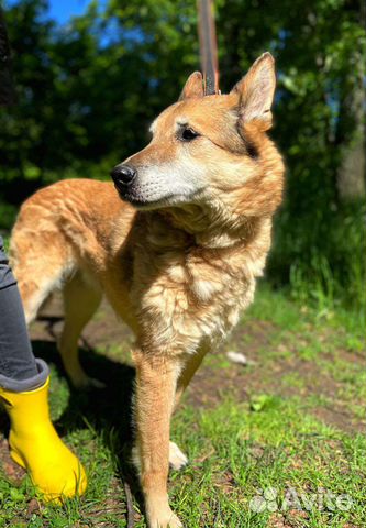 Хочу стать домашним