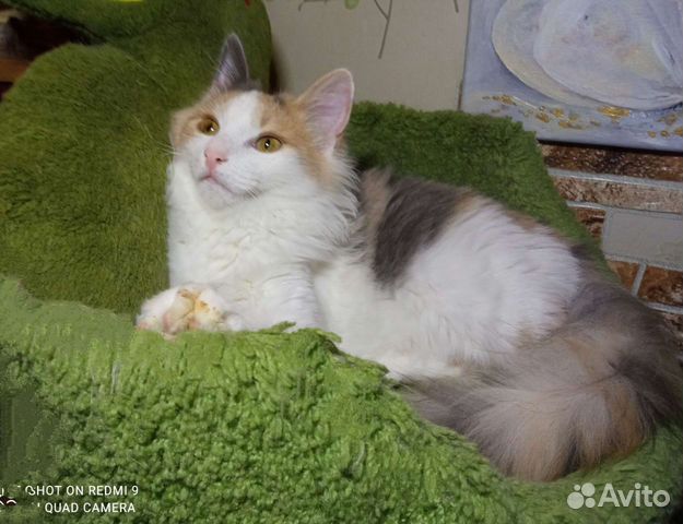 Котëнок пушистый в дар