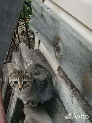 Возьмите котят
