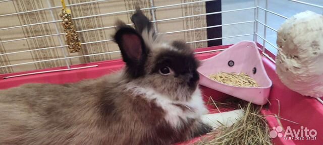 Декоративные кролики