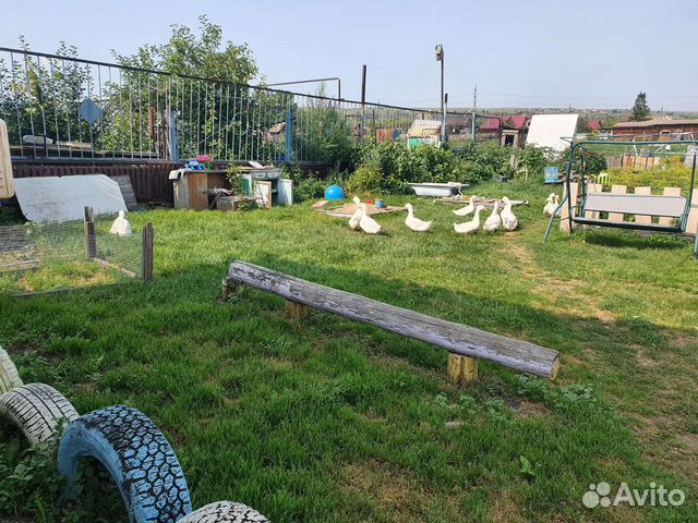 Бройлерные утки