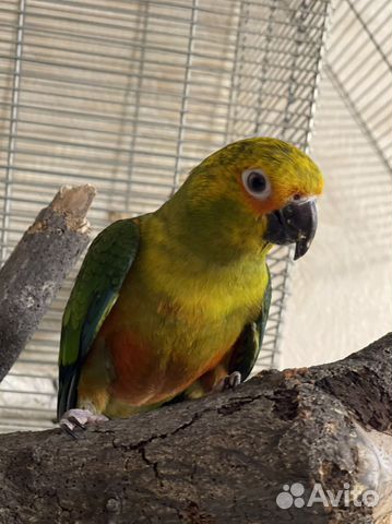 Попугай аратинга яндаи