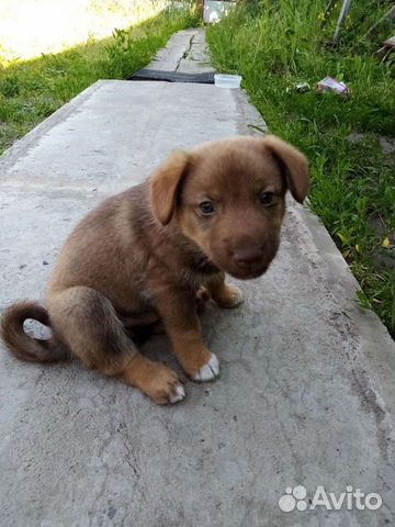 Рыжее чудо В очень хорошие руки