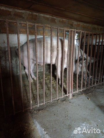 Хряк производитель