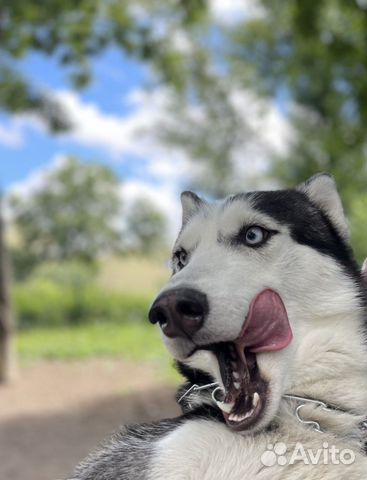 Кобель хаски вязка