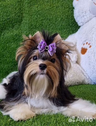 Красивый мальчик породы Бивер