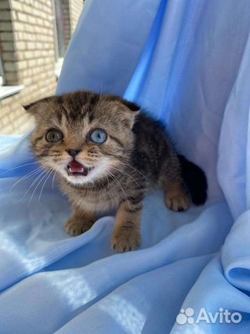 Вислоухий котёнок с разными глазами