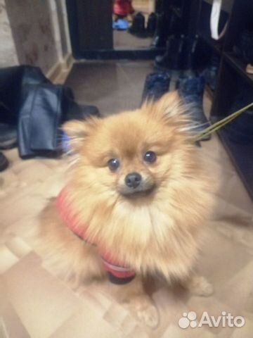 Шпиц вязка (мальчик,2 года)