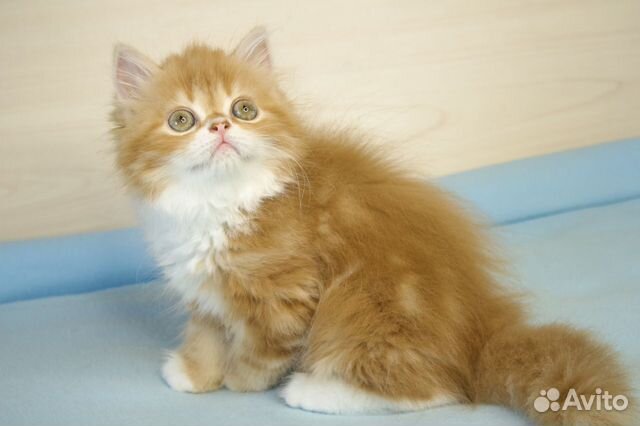 Хайленд страйт котик