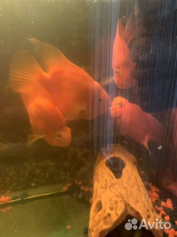 Рыбки попугай