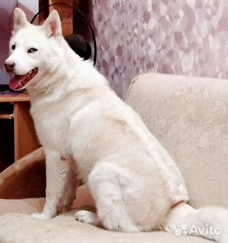 Спасённый хаски С улицы ищет дом
