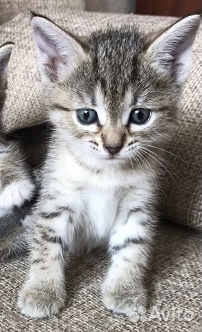 Котенок девочка в добрые руки
