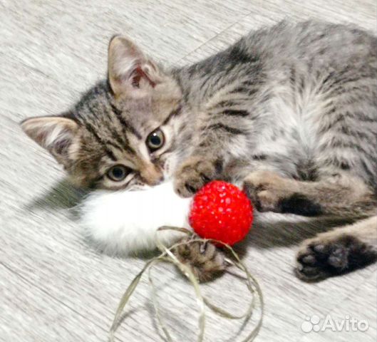 Котик Васечка