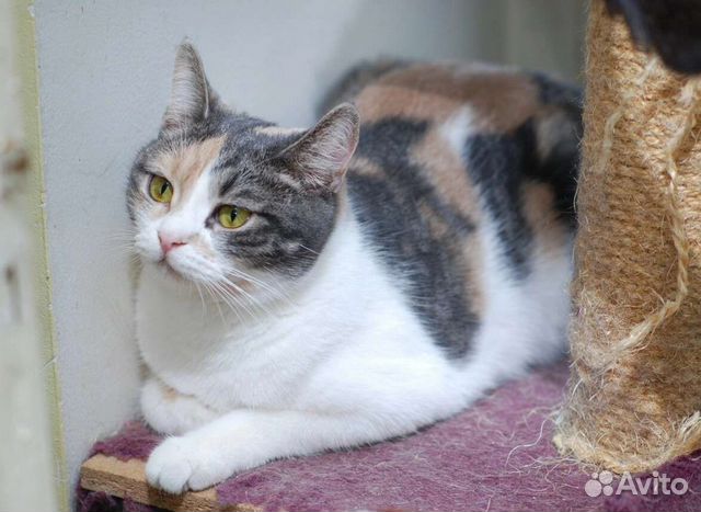Кошка ищет дом