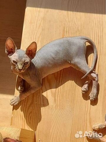 Канадский сфинкс котенок
