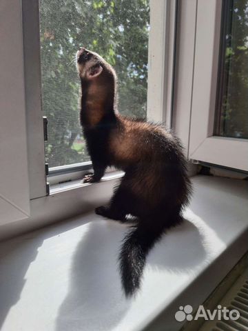 Домашний хорек