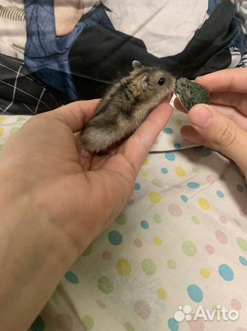 Джунгарский хомяк