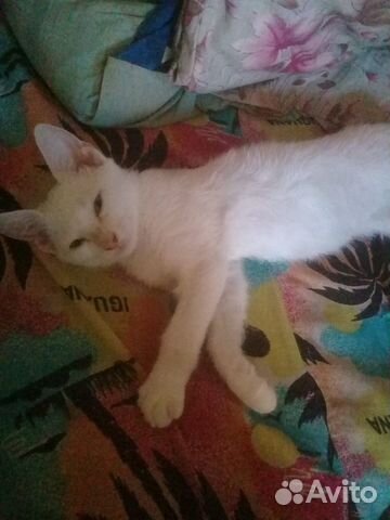 Чисто белый котенок,мальчик