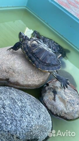 Черепаха