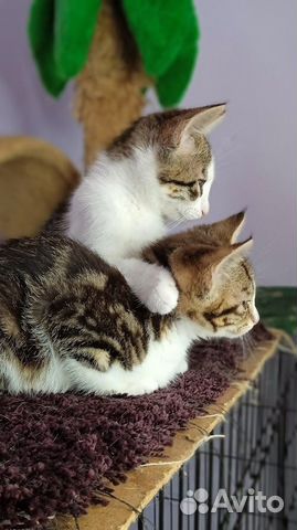 Котята. Выброшены в лесу. 2 мес