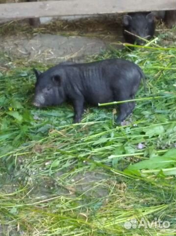 Вьетнамский вислобрюхий хряк