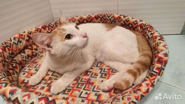 Котик по имени Красавчик