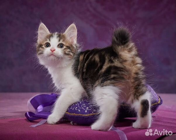 Клубная девочка, рысенок