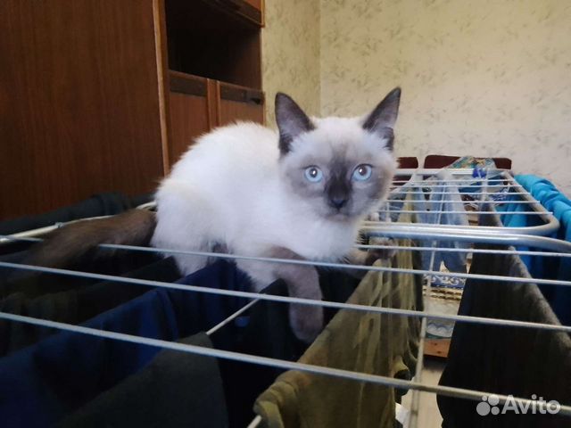 Британские котята