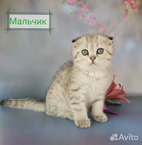 Пятнистое чудо